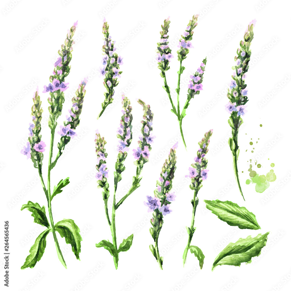 Healing Verbena officinalis set. Watercolor hand drawn illustration ...