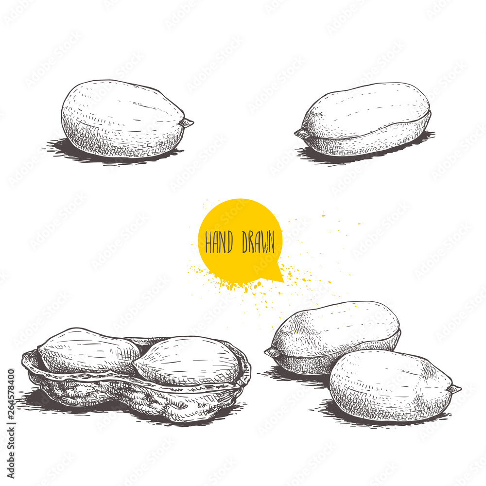 Peanuts sketch set. Hand drawn retro style vector illustrations of ...