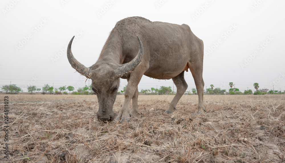 female buffalo Stock Photo | Adobe Stock