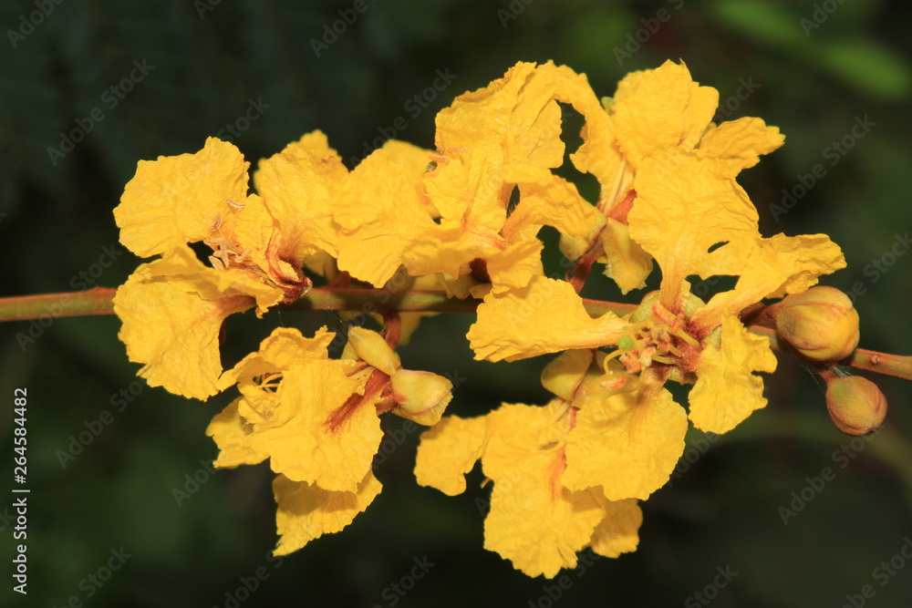 Closeup of copper pod (Peltophorum pterocarpum) flowers, Ccommonly ...