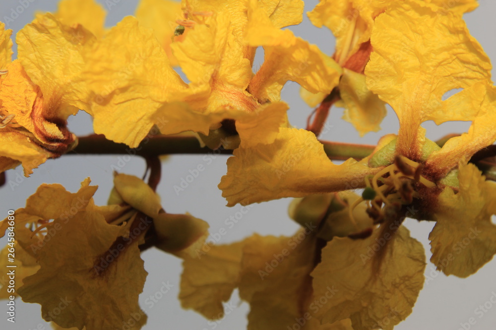 Closeup of copper pod (Peltophorum pterocarpum) flowers, Ccommonly ...