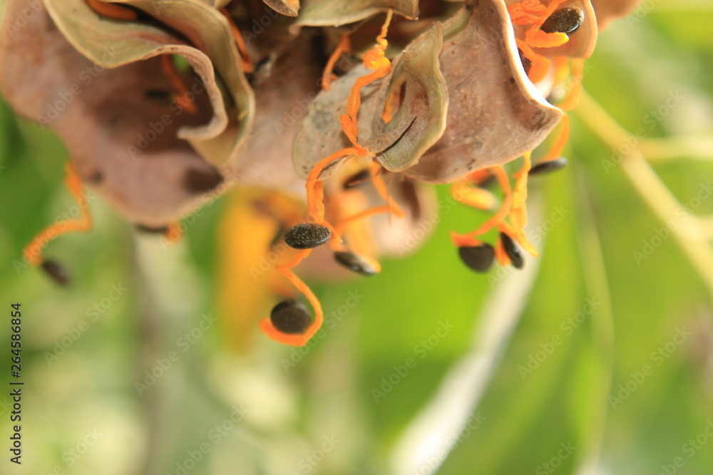Acacia auriculiformis fruit and seeds,commonly known as auri, earleaf ...