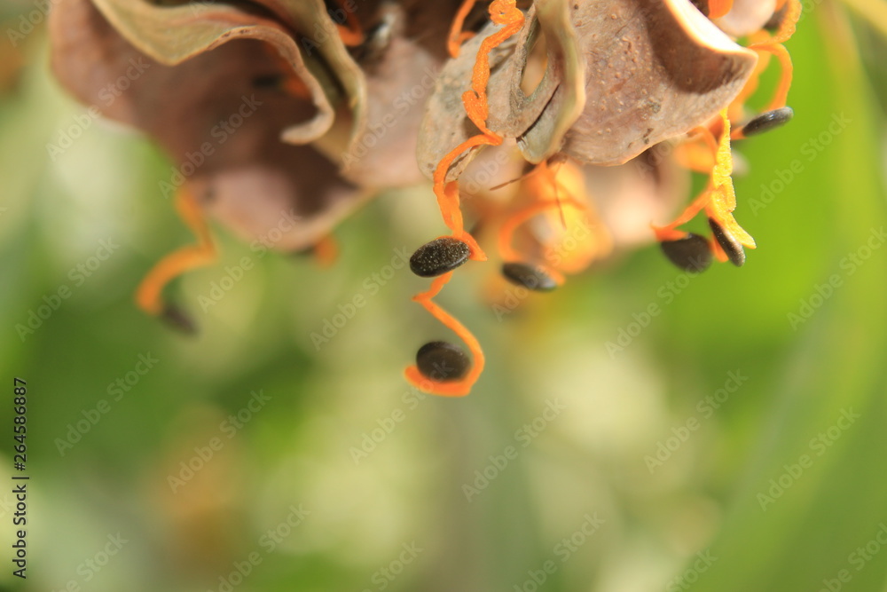 Acacia auriculiformis fruit and seeds,commonly known as auri, earleaf ...