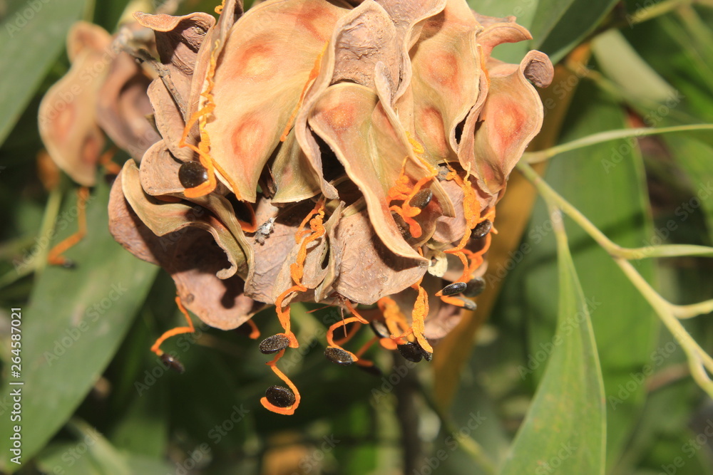 Acacia auriculiformis fruit and seeds,commonly known as auri, earleaf ...