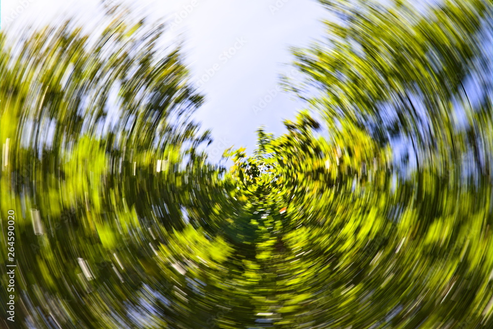 Blurry spinning view from the bottom of trees, green leaves with a ...