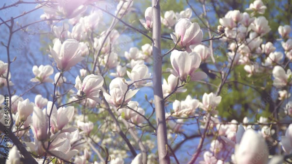 White magnolia flowers on tree branch on background of blue sky. This ...