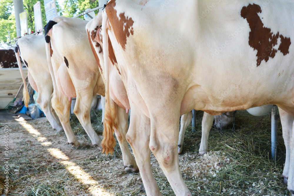 Fotografia do Stock: Cows on Modern Farm. Brown and white cows eating ...