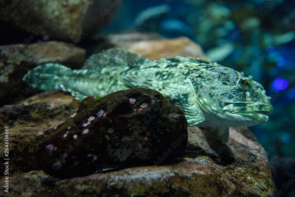 Bony Cabezon scaleless fish of the North American Pacific ocean coast ...