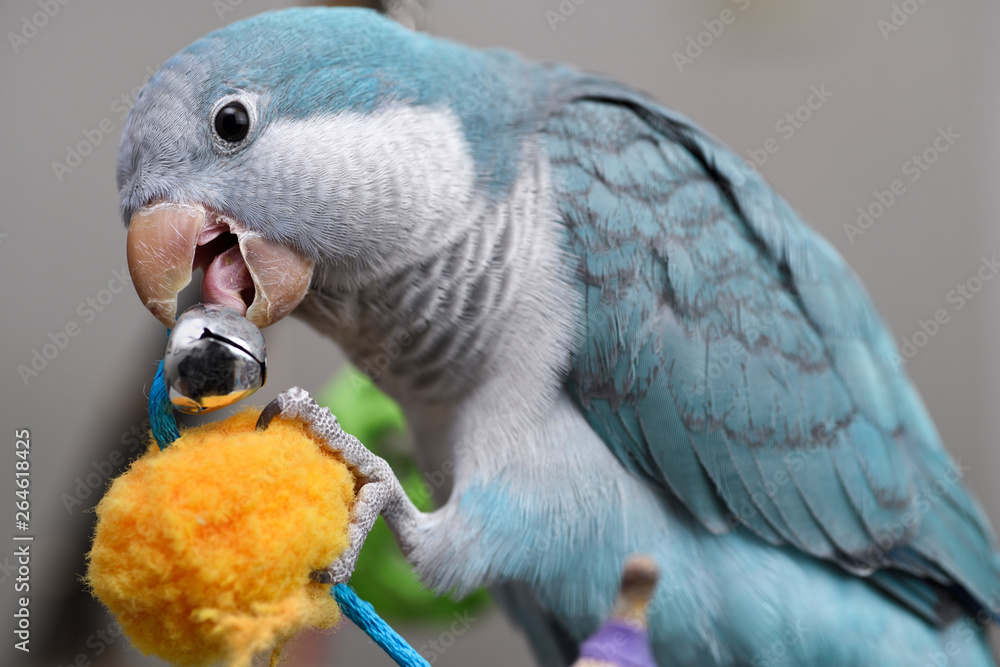 Quakers Birds