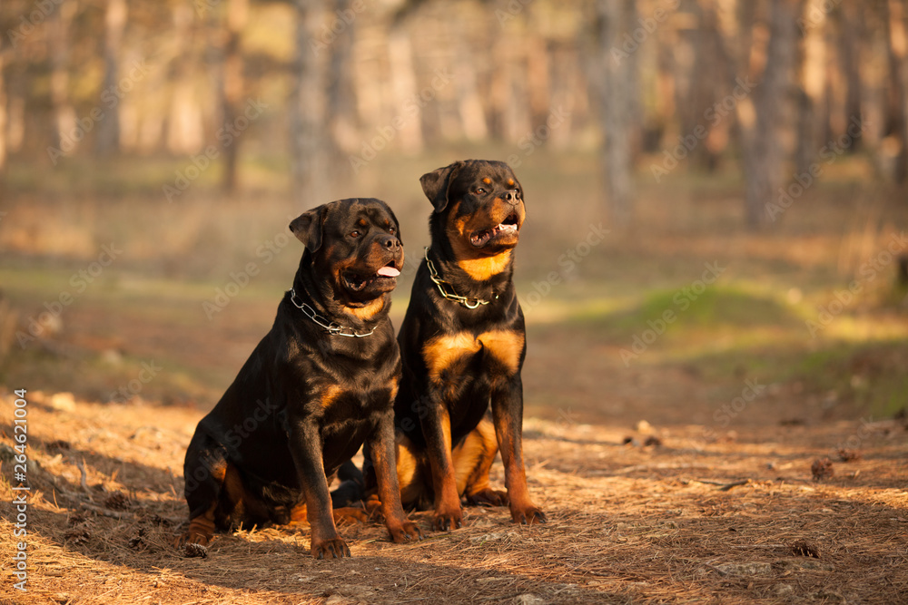 When To Mate A Rottweiler Breeding