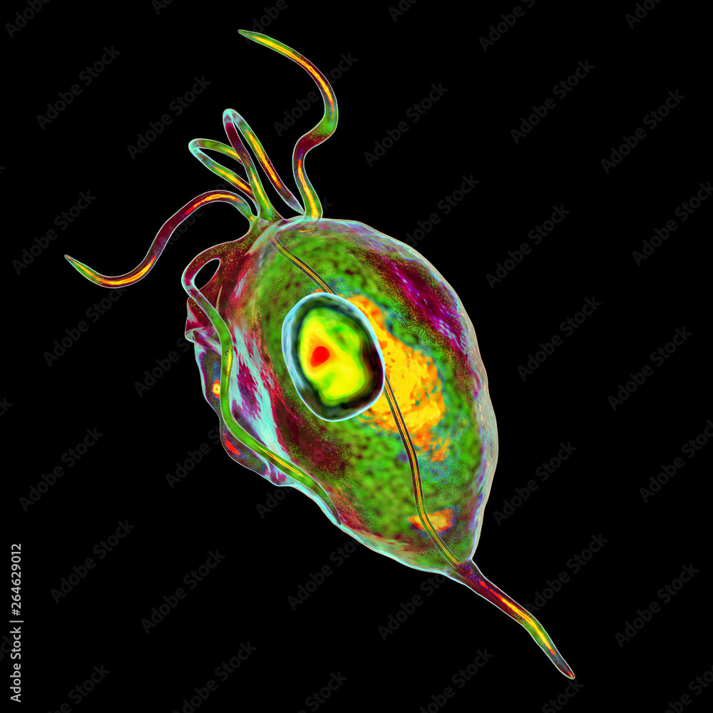 Trichomonas vaginalis protozoan isolated on black background colored in ...
