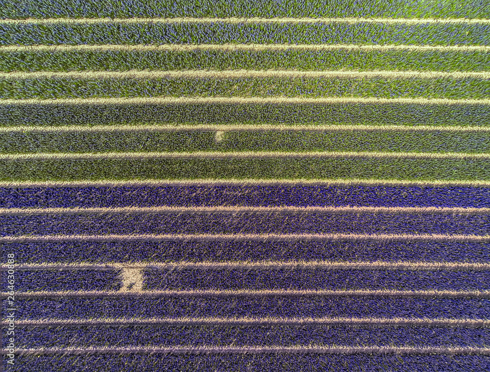 Top down aerial view of green and purple tulip flower field with ...