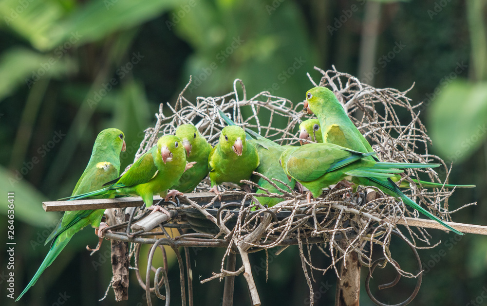 Maritacas comendo e brigando no jardim de uma casa em São Paulo, Brasil ...
