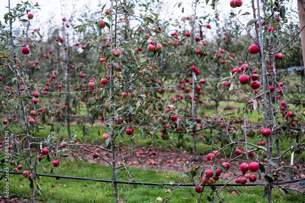 Red Apple Tree Garden