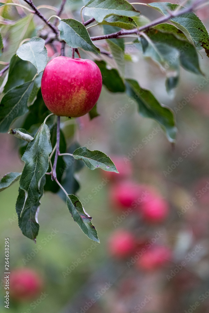 Apple trees in an organic orchard garden in autumn, red fruits ready ...