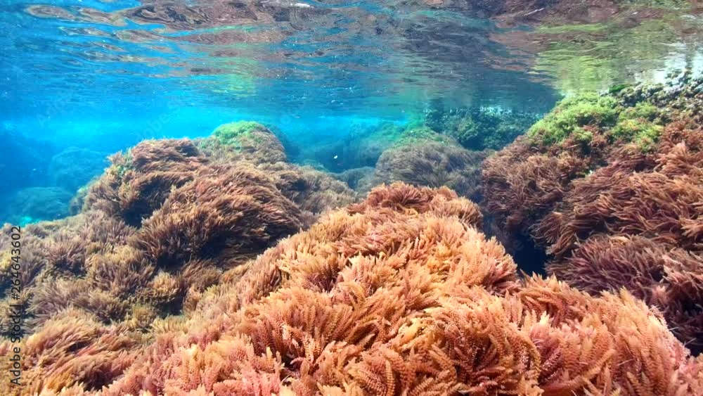 Harpoon weed red algae underwater in the Mediterranean sea ...