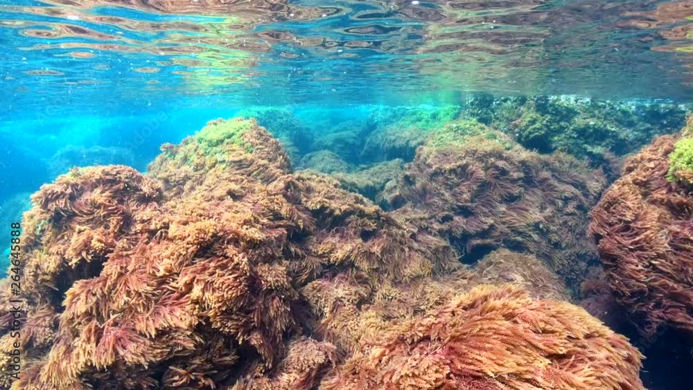 Red algae underwater in Mediterranean sea, harpoon weed Asparagopsis ...