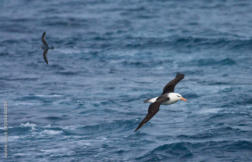 Poster Black-browed Albatross (Thalassarche melanophrys) in flight over ...