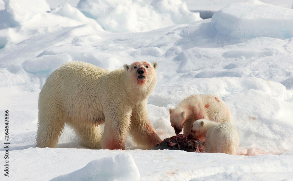 Polar Bear (Ursus maritimus) standing on ice flow of Svalbard, arctic ...