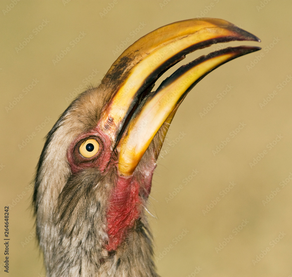 Southern Yellow-Billed Hornbill (Tockus leucomelas) standing on the ...