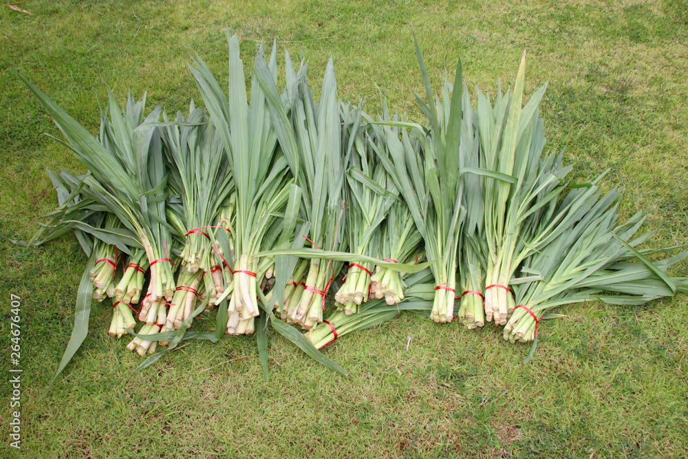 Napier Grass Stock Photo | Adobe Stock