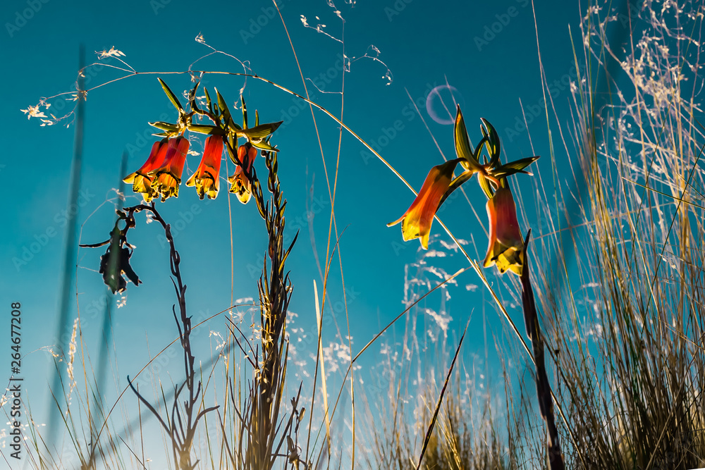 Bomarea crocea, Sullu-sullu en quechua, esta flor fue utilizada por las ...