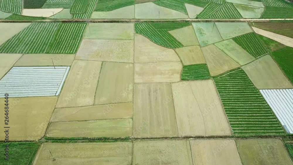 Aerial top forward agricultural green fields cereals bean grow open ...