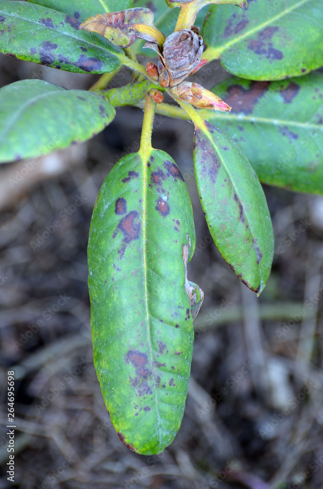 Leaves of rhododendron damaged by Fusarium oxysporum or Phytophthora ...