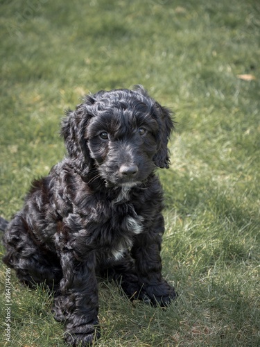 Cockapoo Black