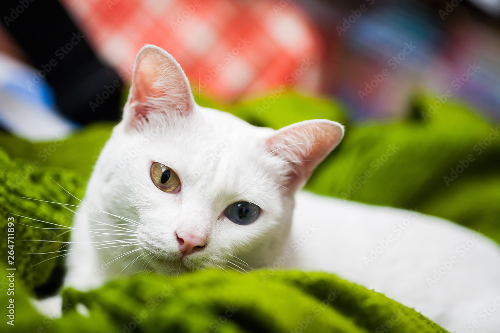 Pure White Cat with odd eyes , Khao Manee cat, Diamond Eye cat , This ...