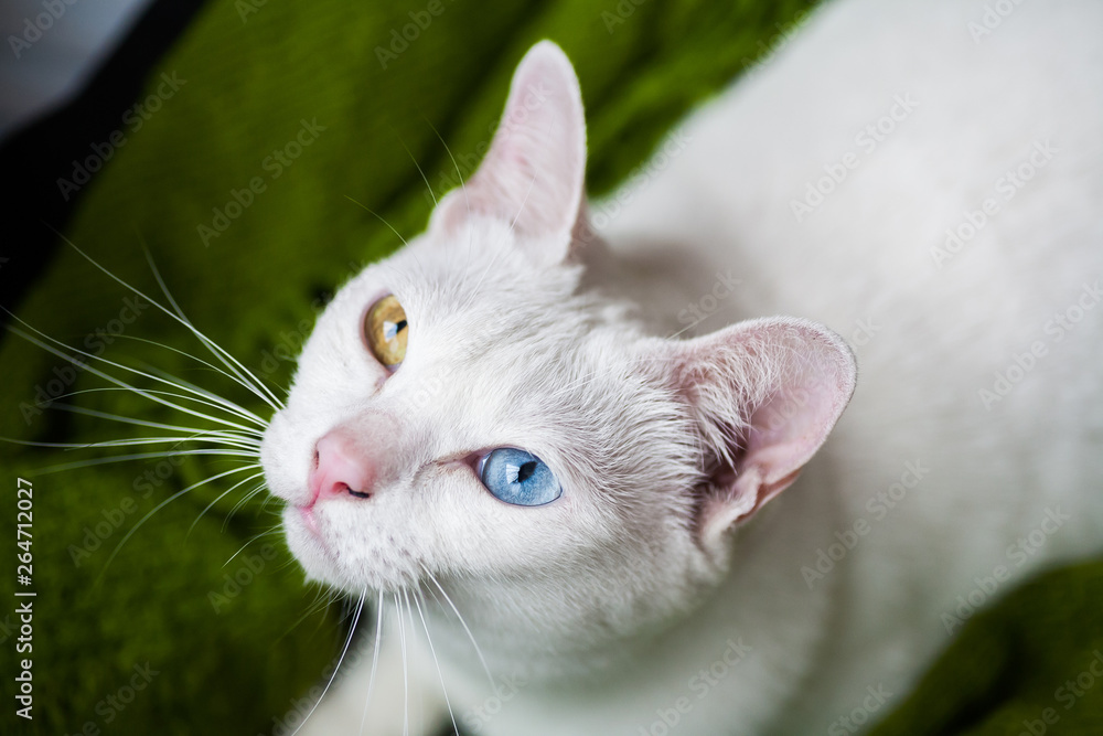 Pure White Cat with odd eyes , Khao Manee cat, Diamond Eye cat , This ...