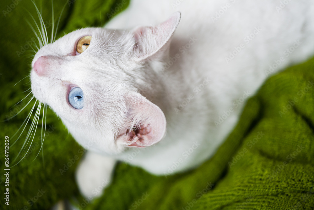 Pure White Cat with odd eyes , Khao Manee cat, Diamond Eye cat , This ...