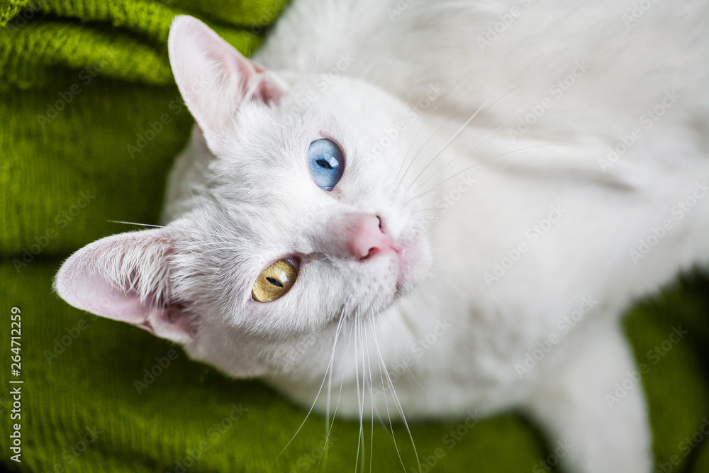 Pure White Cat with odd eyes , Khao Manee cat, Diamond Eye cat , This ...