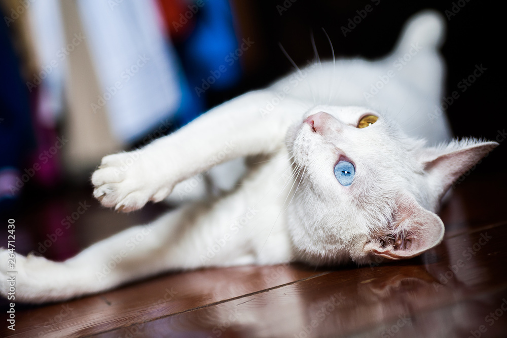 Pure White Cat with odd eyes , Khao Manee cat, Diamond Eye cat , This ...