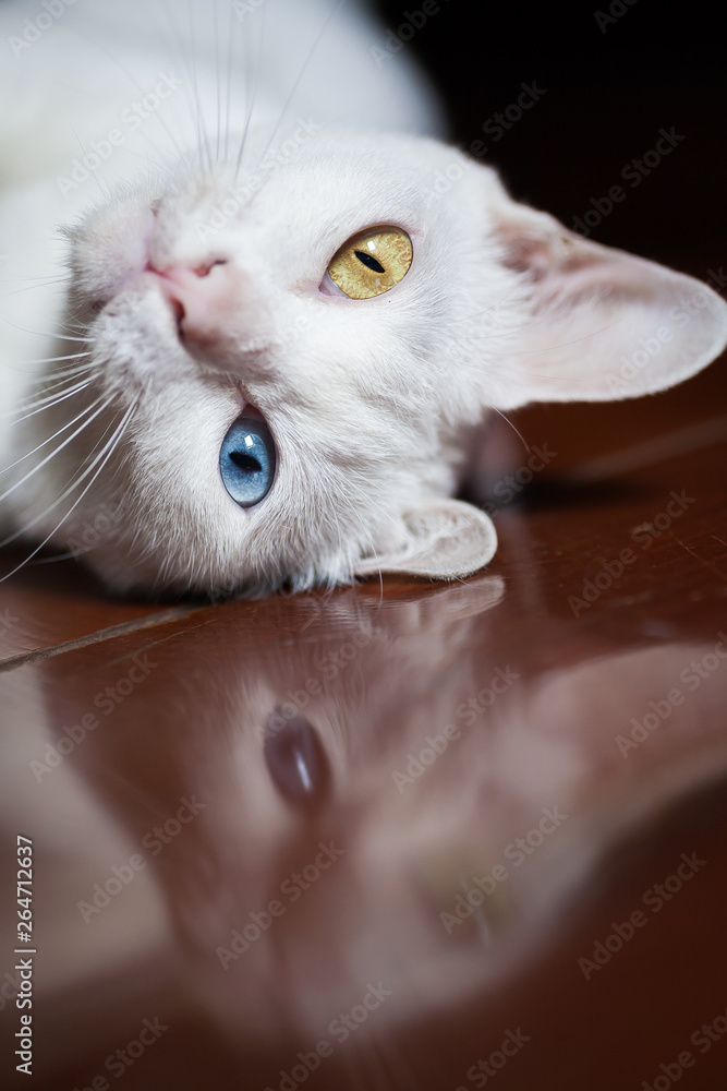 Pure White Cat with odd eyes , Khao Manee cat, Diamond Eye cat , This ...