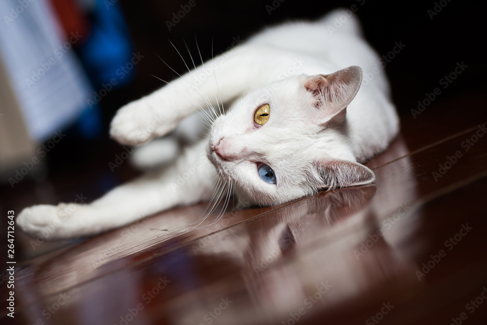Pure White Cat with odd eyes , Khao Manee cat, Diamond Eye cat , This ...