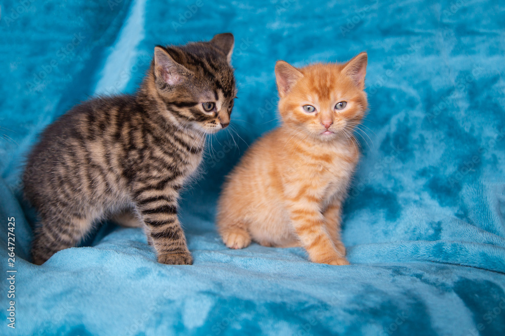 duo de chatons Stock Photo | Adobe Stock