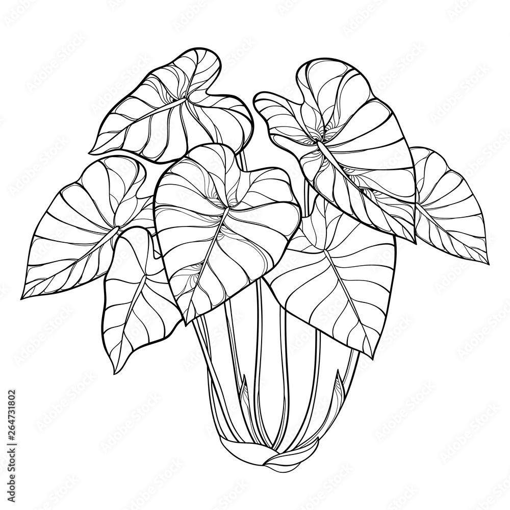 Taro Drawing Clipart Plant Leaf Kalo Drawings Line Alocasia Clip ...