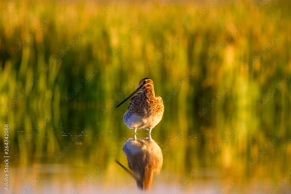 Lake and bird. Natural background. Green, yellow lake background. Water ...
