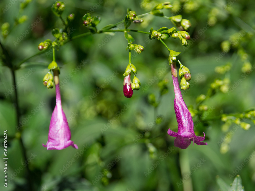 The purple Sacred flower of the Incas in a spring season at a botanical ...