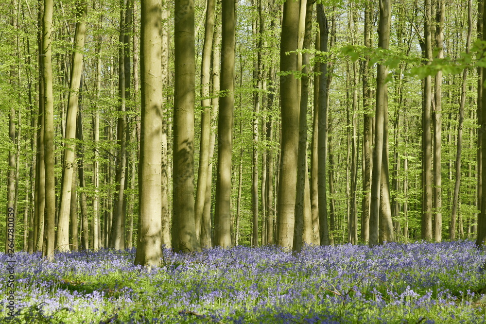 Contraste de couleurs mauves et vertes de la végétation et surtout par ...