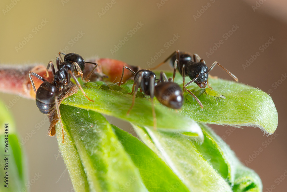 The symbiosis of ants and aphids. Ants herd aphids on young leaves of ...