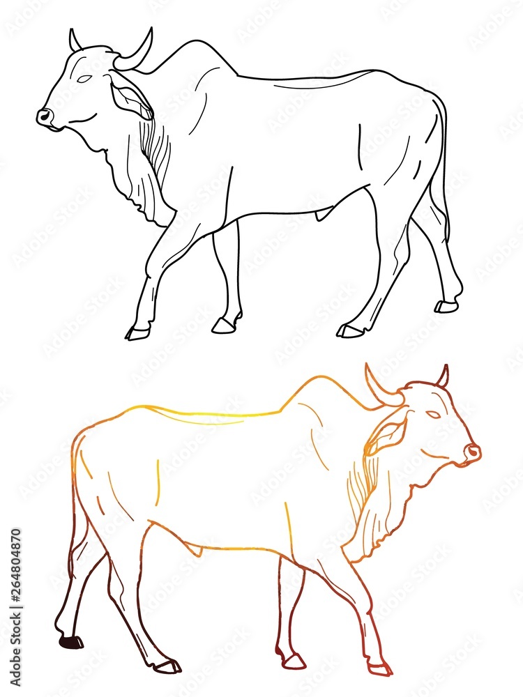 Indian Cow Drawing