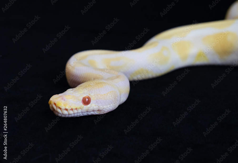 Amelanistic ball python snake Stock Photo | Adobe Stock