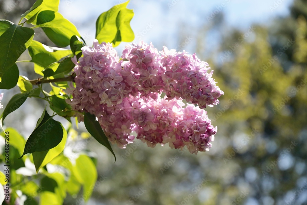 Lilla Stock Photo | Adobe Stock