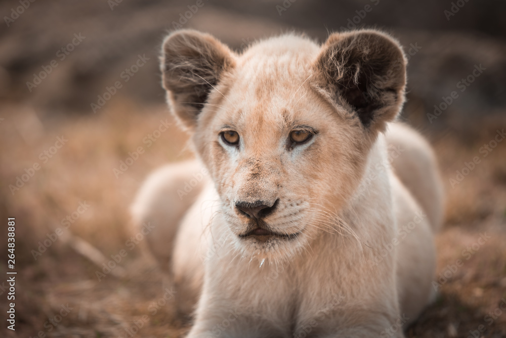 Cute Baby African Animals