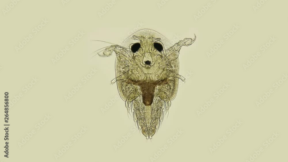 Lice under a microscope, the so-called carp lice - Branchiura, are ...