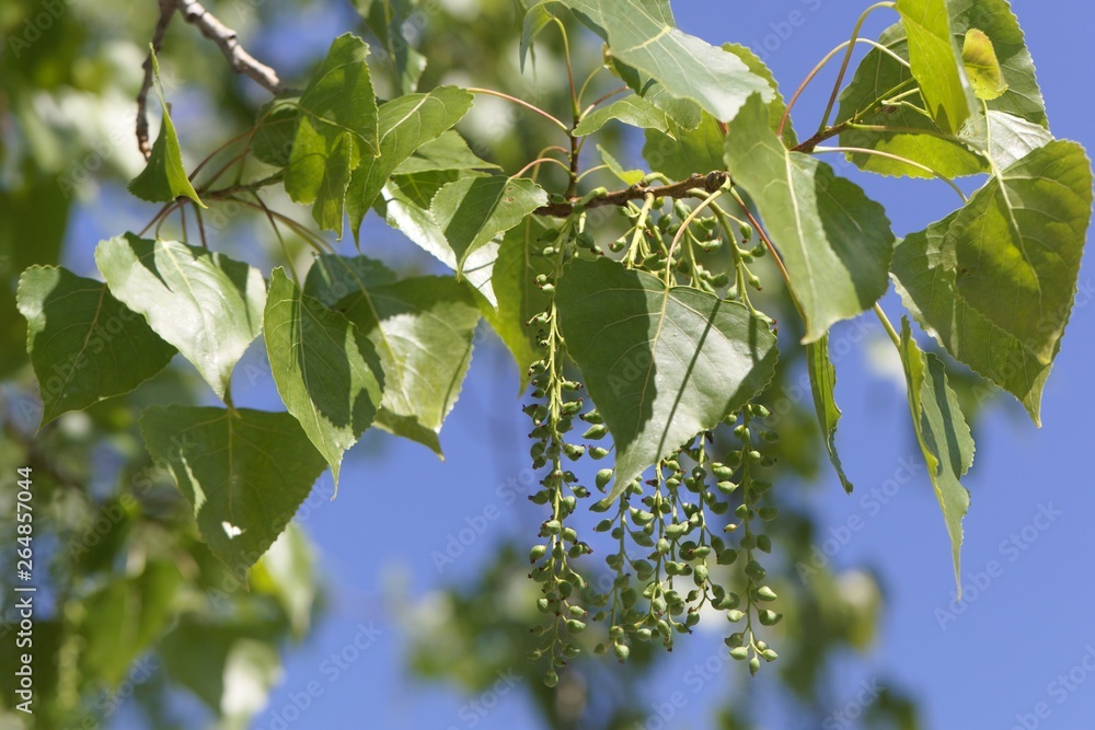 Leaves and fruits of a Canadian poplar (Populus x canadensis) foto de ...