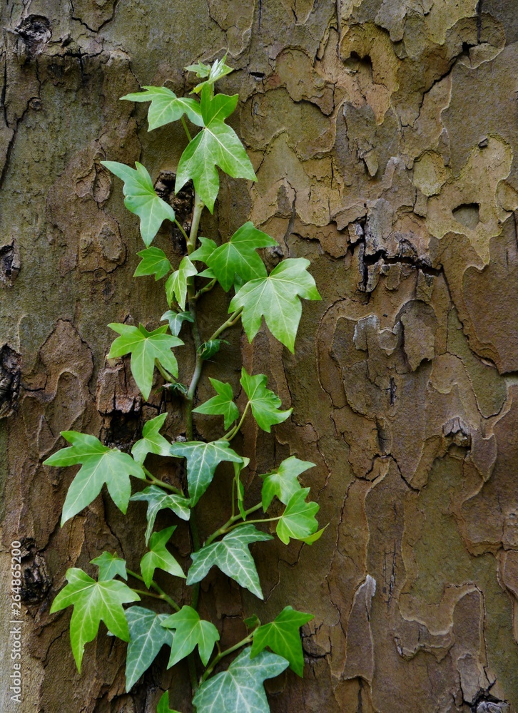 Efeublätter ranken am Baum Stock Photo | Adobe Stock