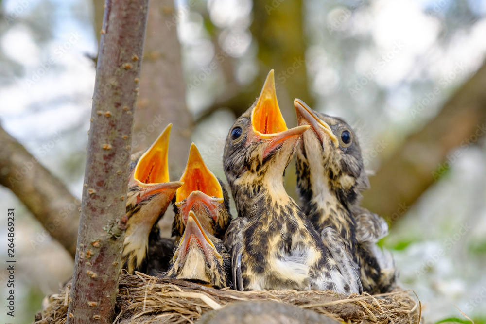 Baby Birds Feeding In Nest